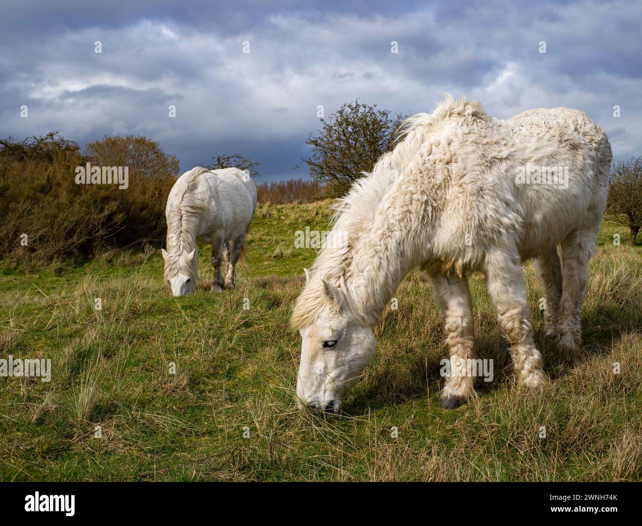 Wild white horse in the field grazing. Camargue Horses standing in ...