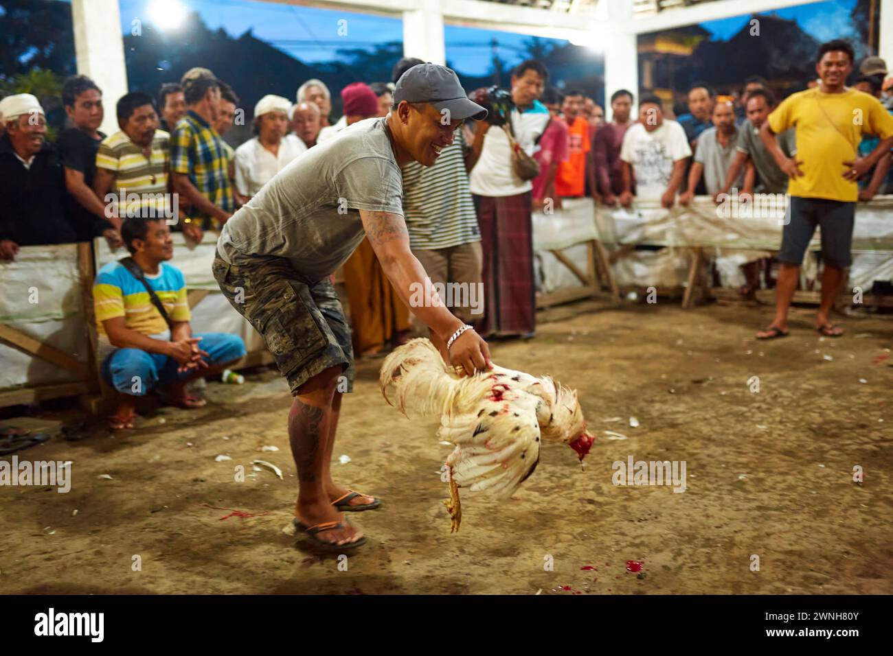 The arena of Asian fighting rooster fights with local residents as ...
