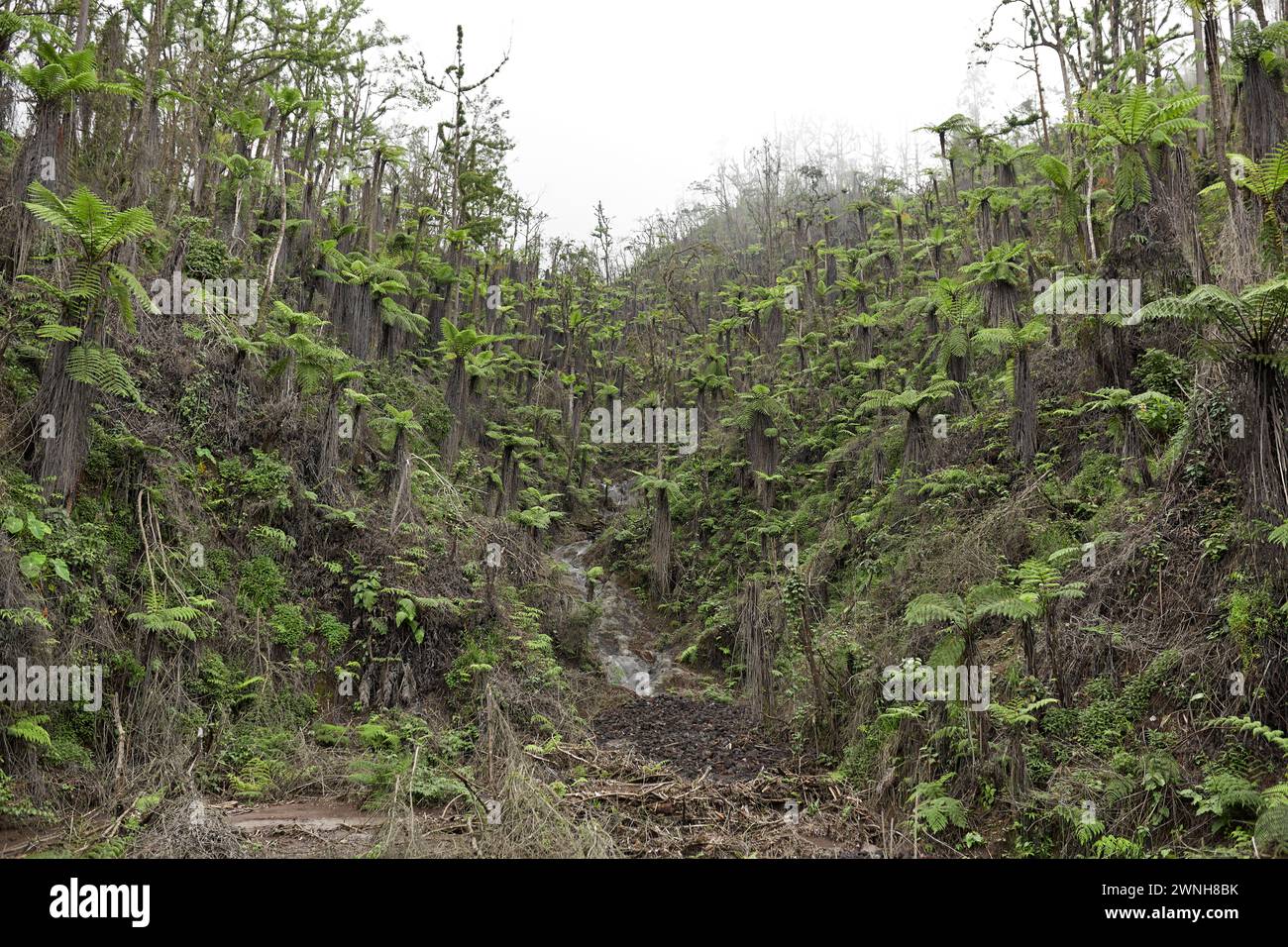 New jungle with palm trees grows on the volcano after the eruption ...