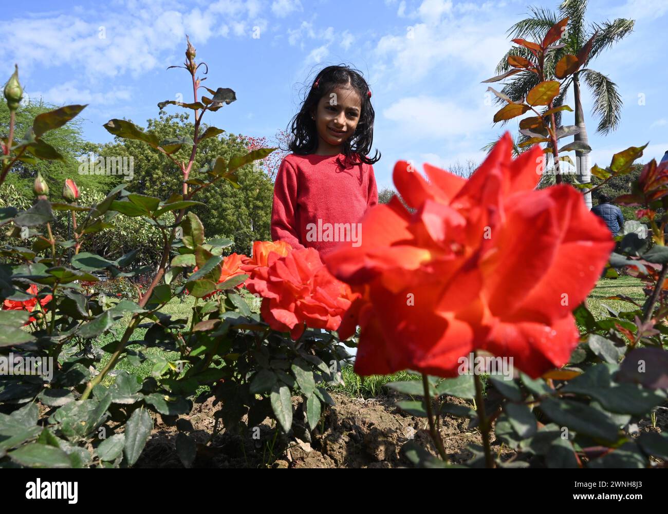 NEW DELHI, INDIA - MARCH 2: People visit the ‘Rose Festival', as parts ...