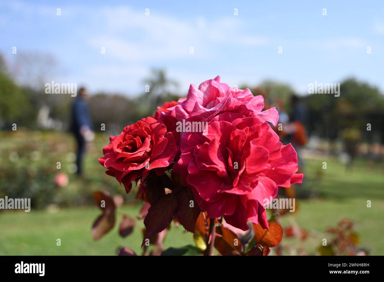 NEW DELHI, INDIA - MARCH 2: People visit the ‘Rose Festival', as parts ...