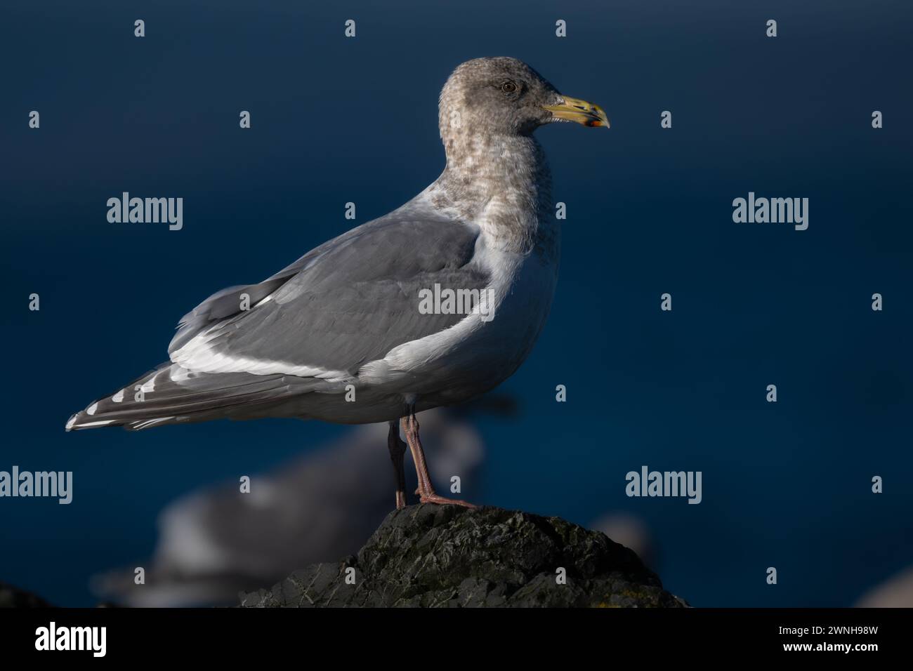 Seagull perching on water hi-res stock photography and images - Alamy