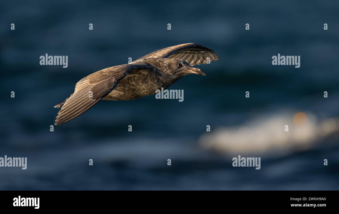 Aerial pier sunset birds soaring hi-res stock photography and images ...
