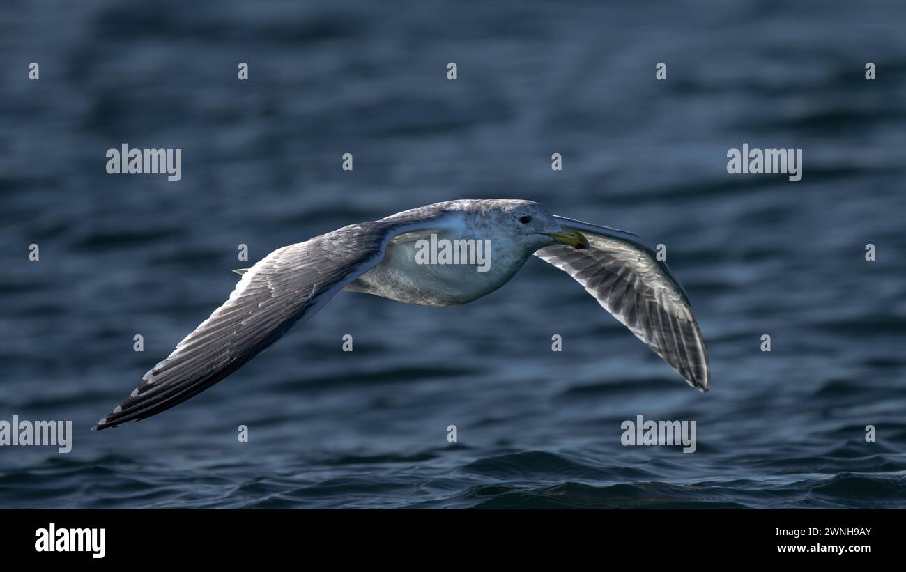 Flying over sea pier sailing hi-res stock photography and images - Alamy