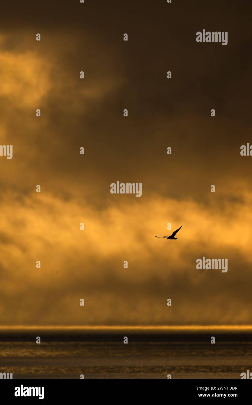 Seagull in flight with plane hi-res stock photography and images - Alamy