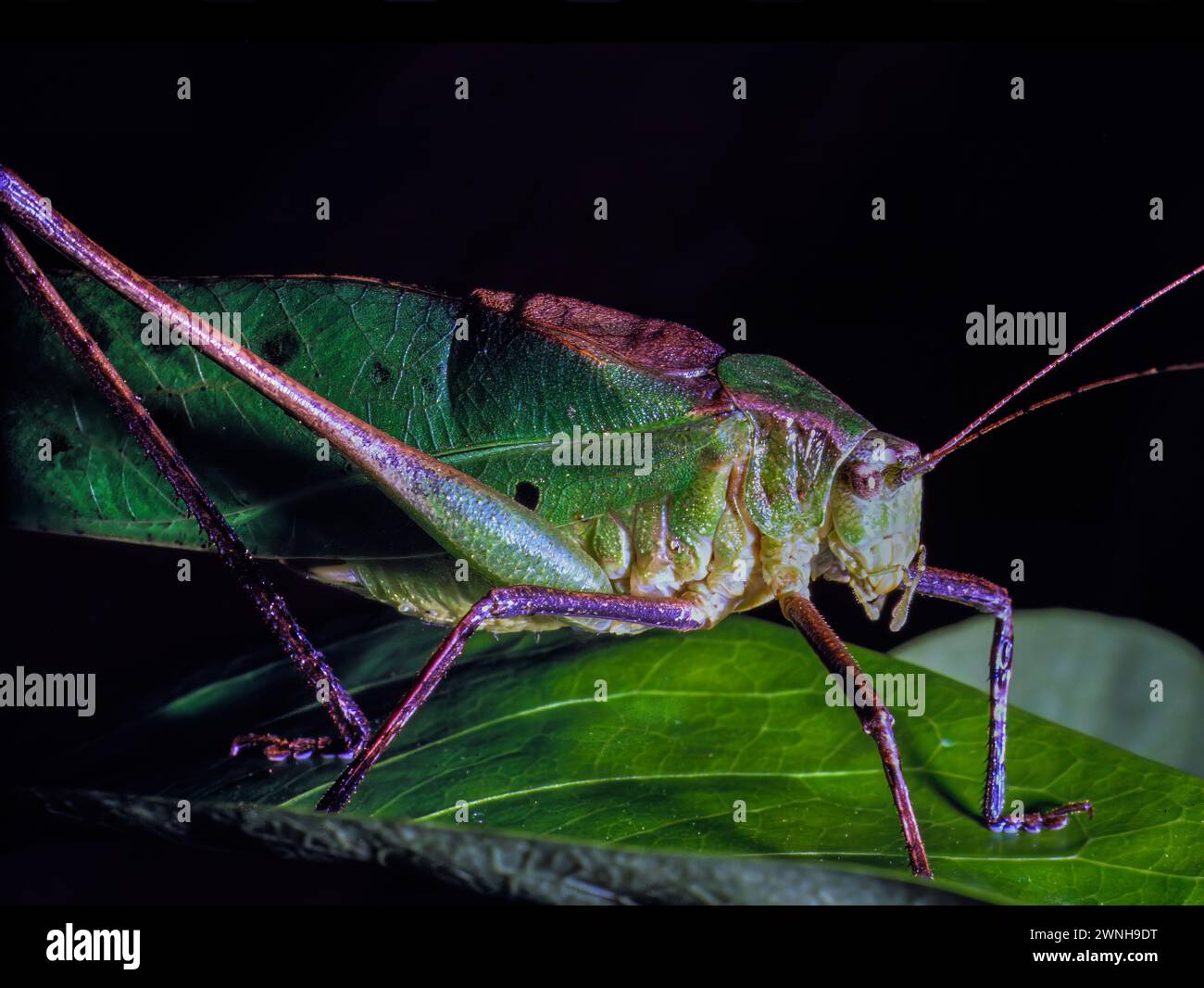Tropical Bush Cricket (Tettigonia spec.) in Rain Forest on Borneo Stock ...