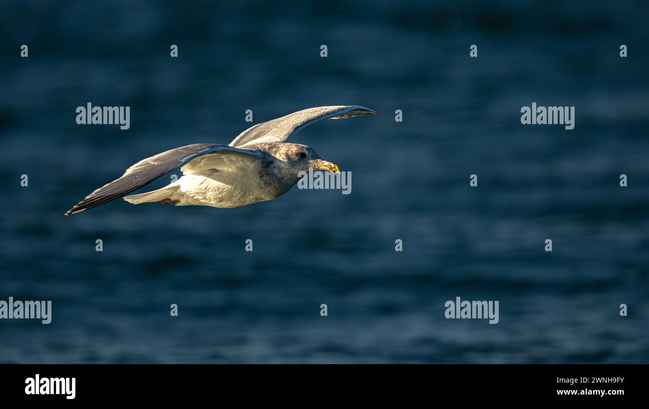 Flying over sea pier sailing hi-res stock photography and images - Alamy