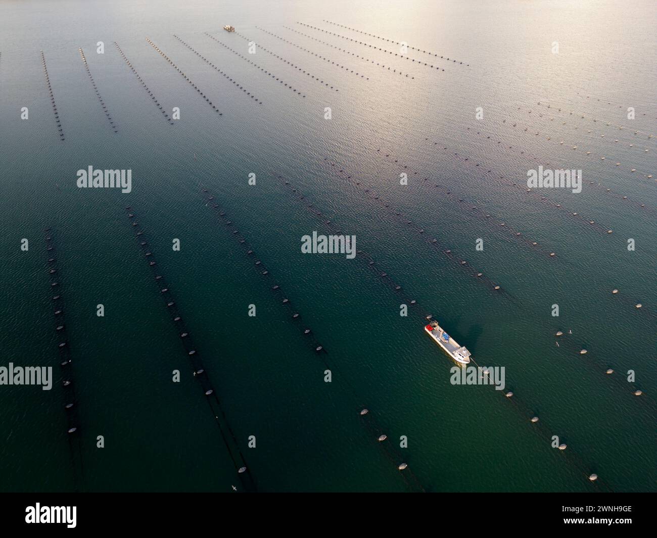 Aerial view of oyster farming as a sustainable substitute for fishing ...