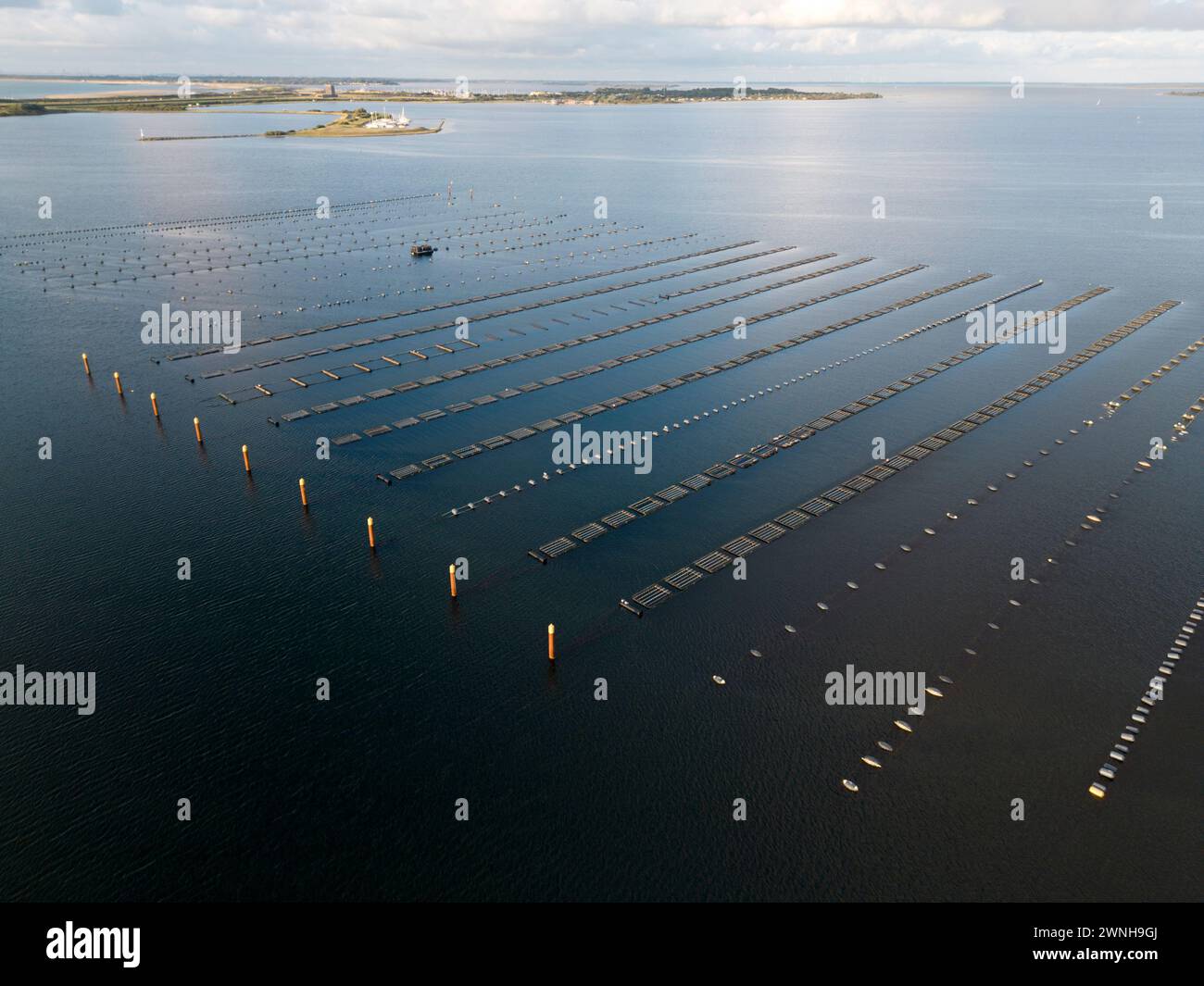 Aerial view of oyster farming as a sustainable substitute for fishing ...