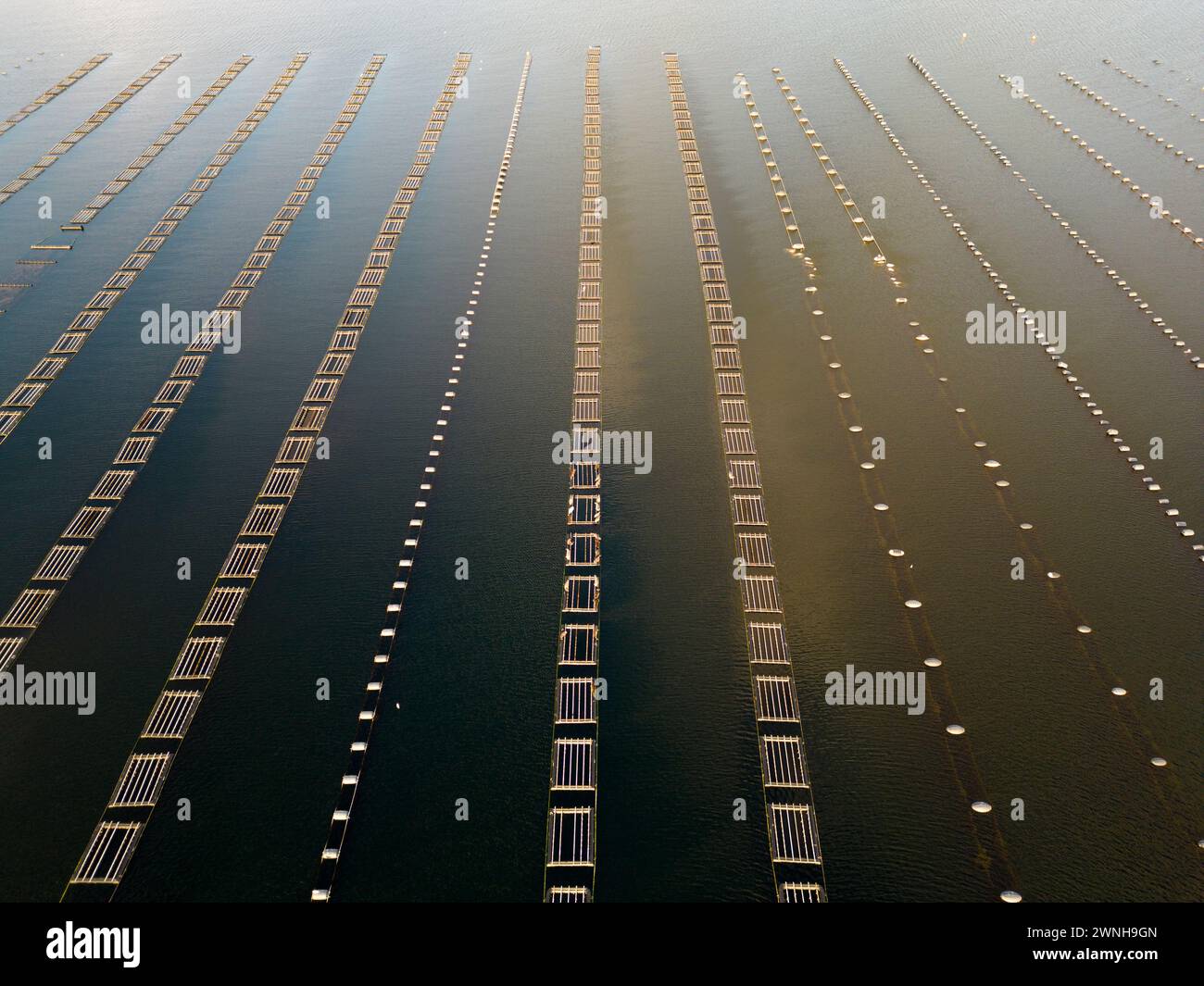 Aerial view of oyster farming as a sustainable substitute for fishing ...