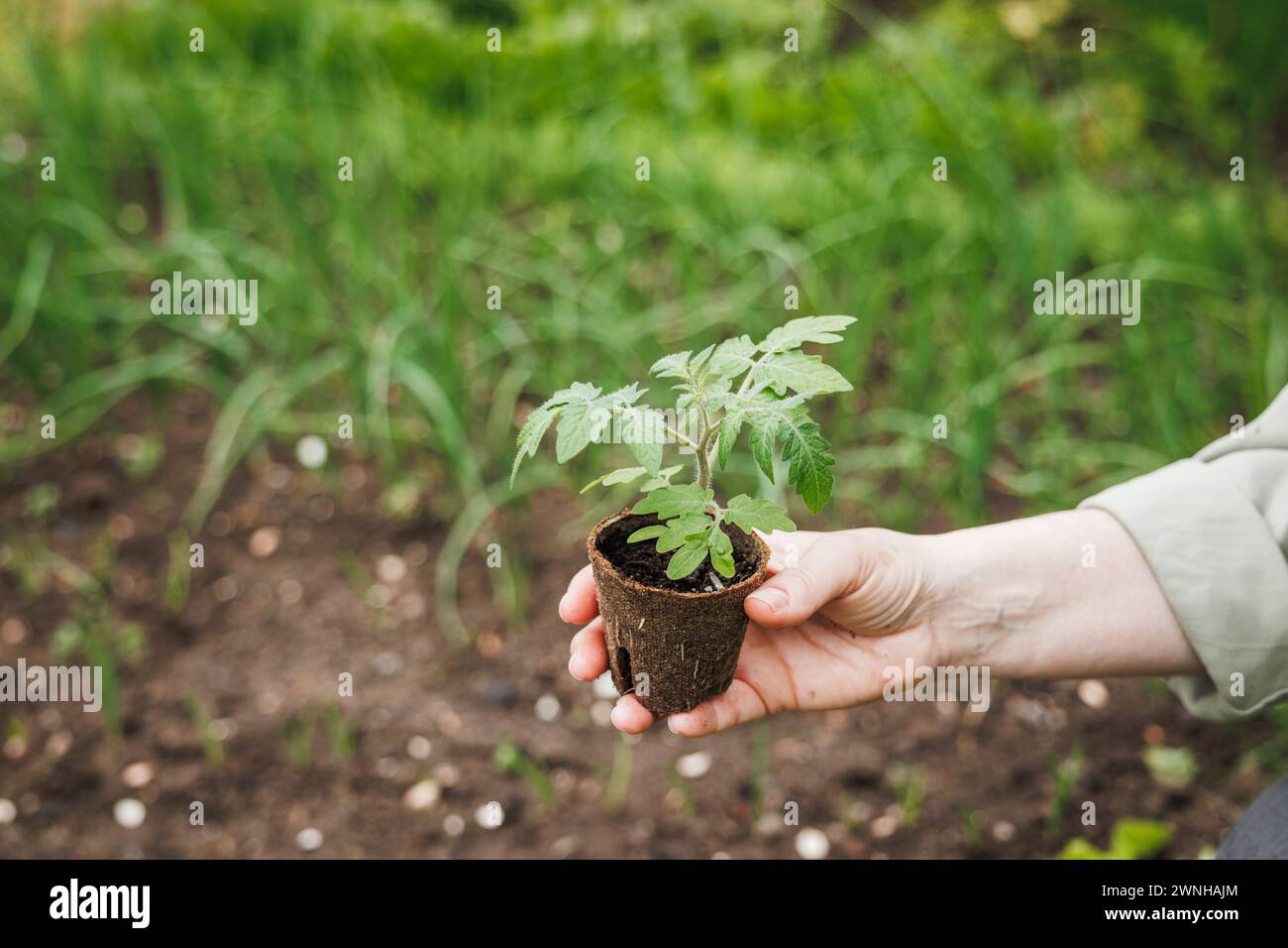 Tomato plant in biodegradable pot in hand. Seedling is ready for ...