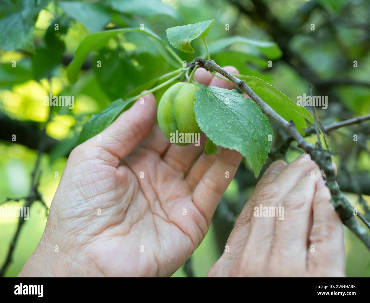 Mature wrinkled hi-res stock photography and images - Alamy