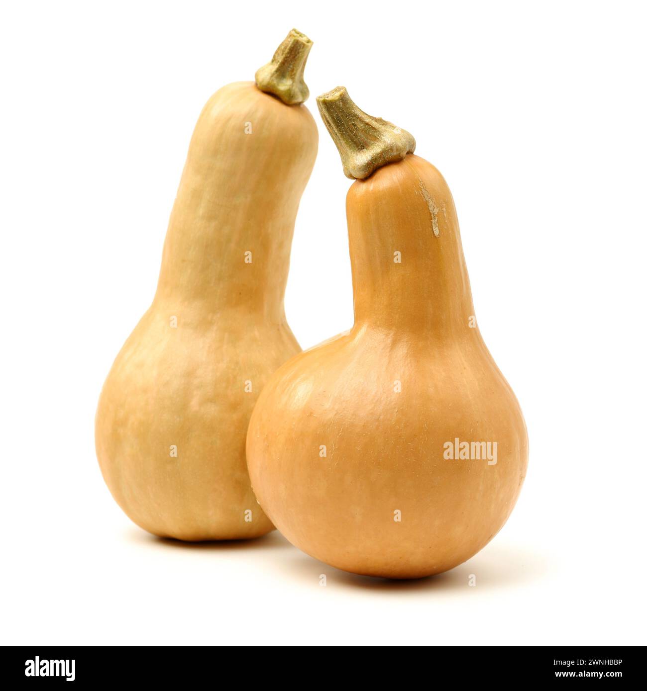 butternut squash isolated on white background Stock Photo - Alamy