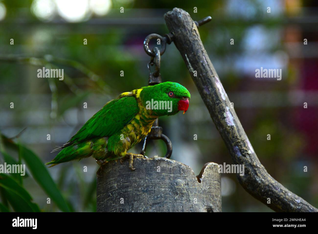 Portrait of a male Eclectus parrot, parrot native to Australia Stock ...