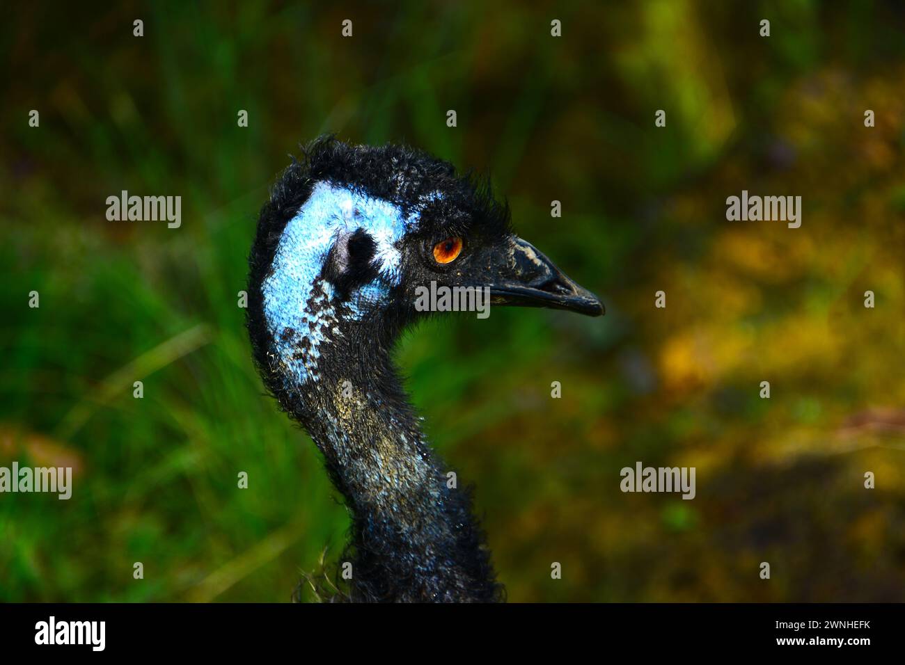 A portrait of an emu bird (Dromaius novaehollandiae), endemic to ...