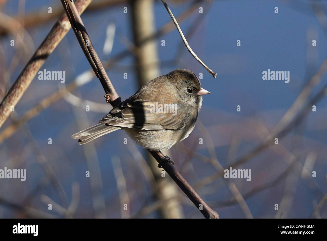 Female junco hi-res stock photography and images - Alamy