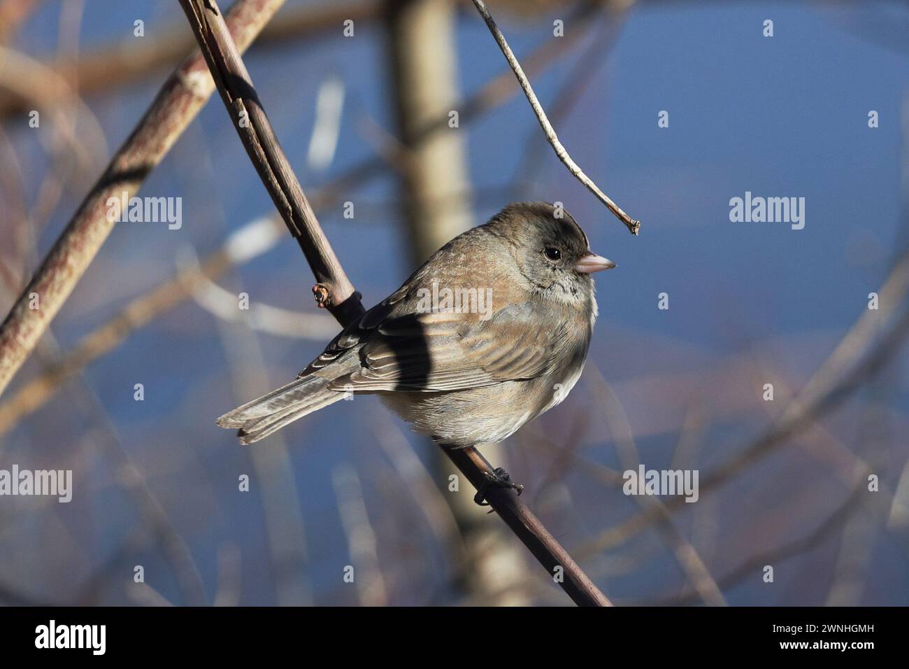Female blue eyed black hi-res stock photography and images - Alamy