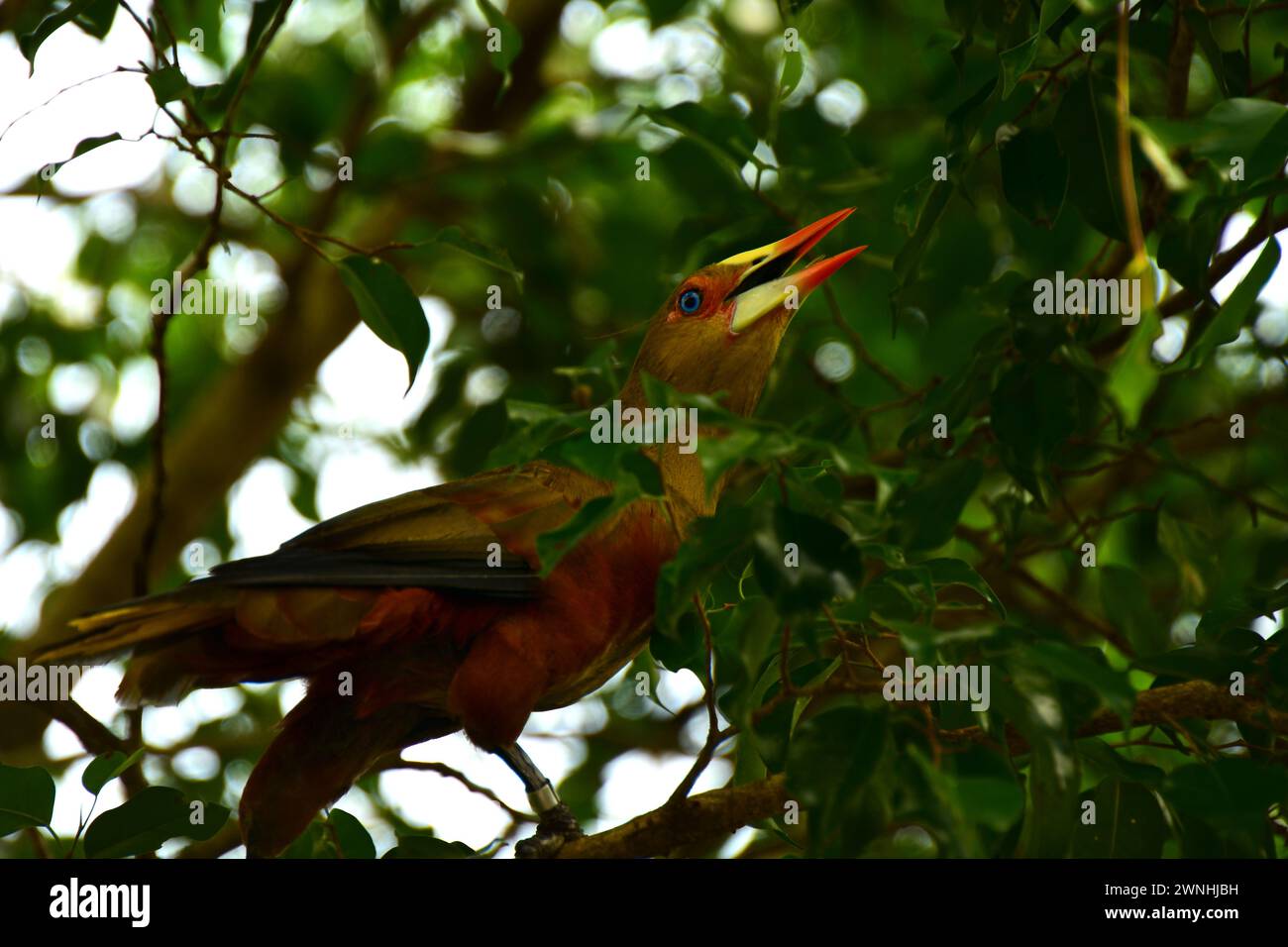 Oropendola nest hi-res stock photography and images - Alamy