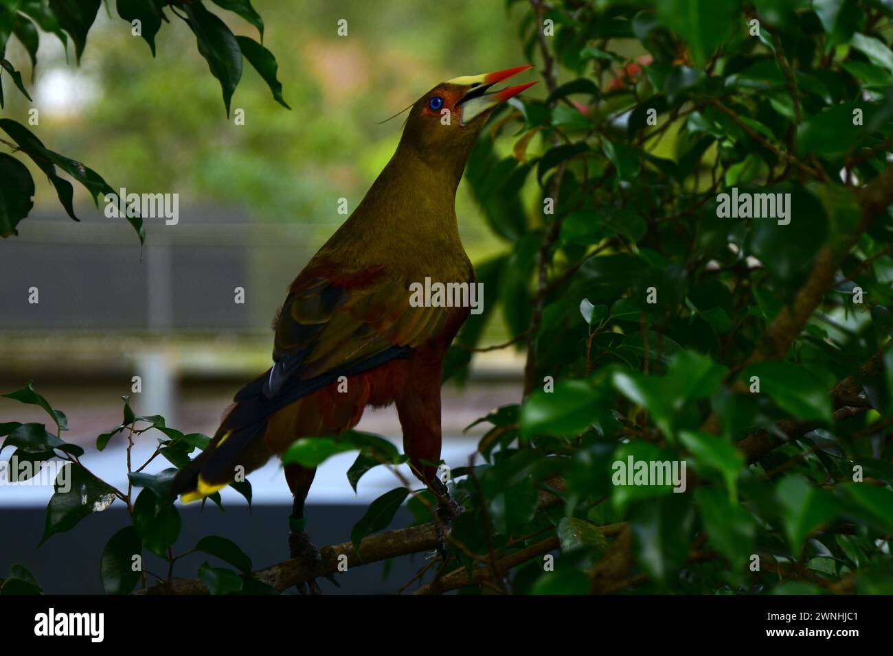 Oropendola bird nest hi-res stock photography and images - Alamy