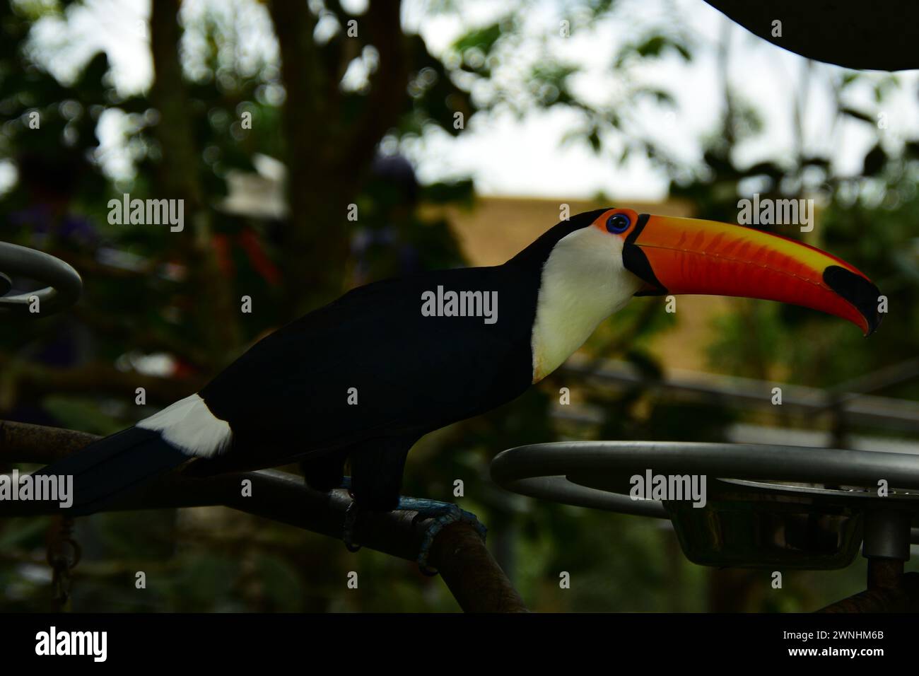 Portrait of a Toucan. Toucans are Neotropical members of the near ...