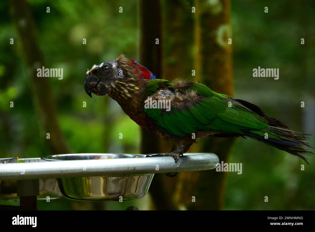 Portrait of a Varied lorikeet going through molting. Bird native to ...