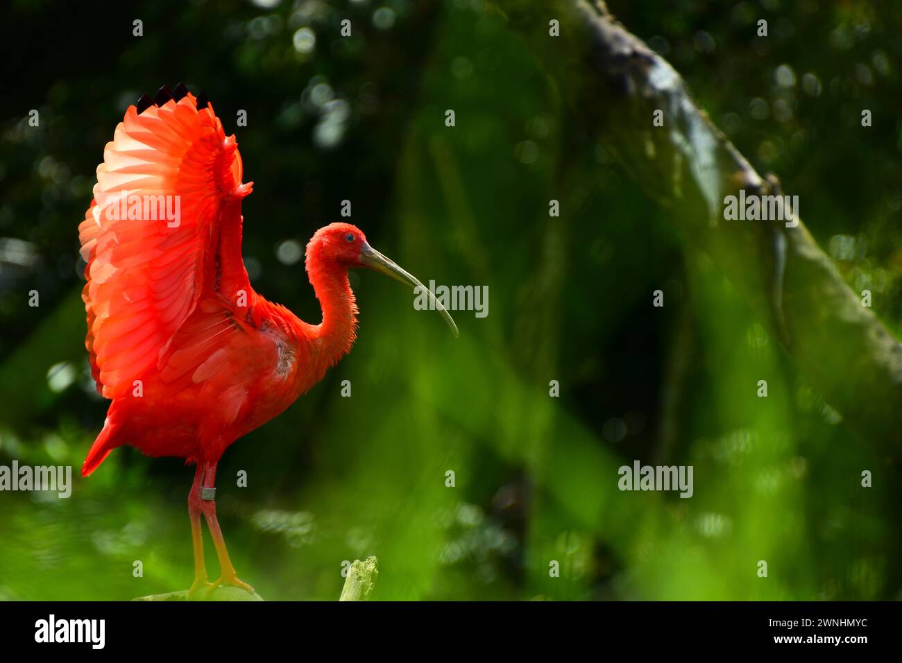 Portrait of a scarlet ibis. The scarlet ibis, sometimes called red ibis ...