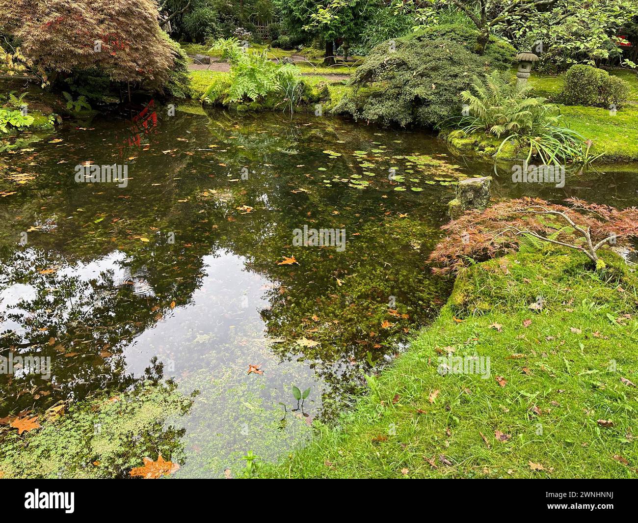 Beautiful pond, stone lantern, bright moss and other plants in Japanese garden Stock Photo - Alamy