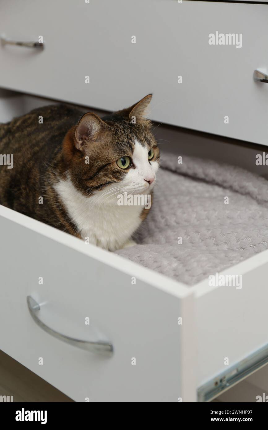 Cute cat in drawer at home. Lovely pet Stock Photo - Alamy