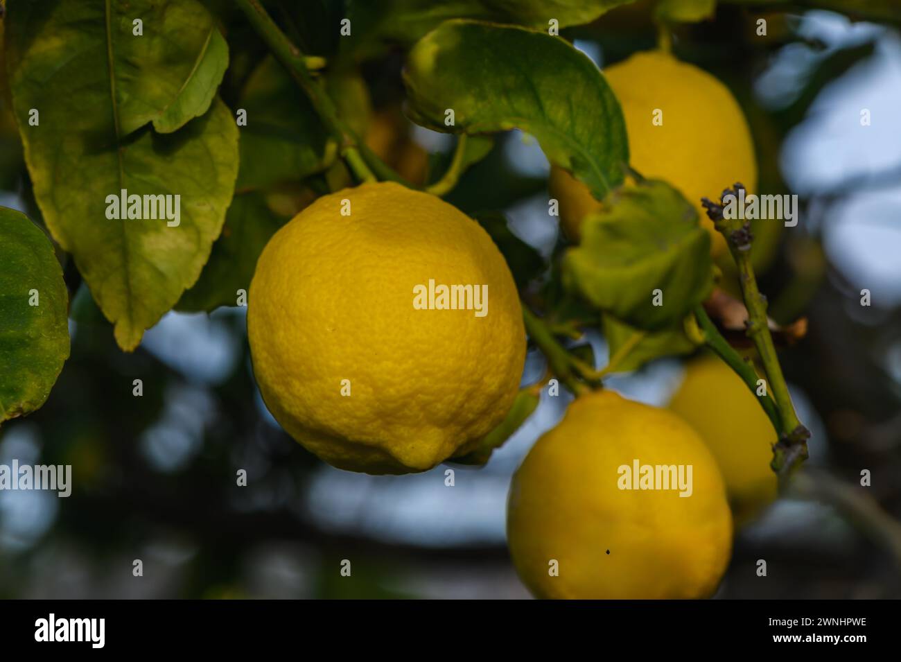 Bunch of Lemon fruit over green natural garden Blur background, Lemon ...