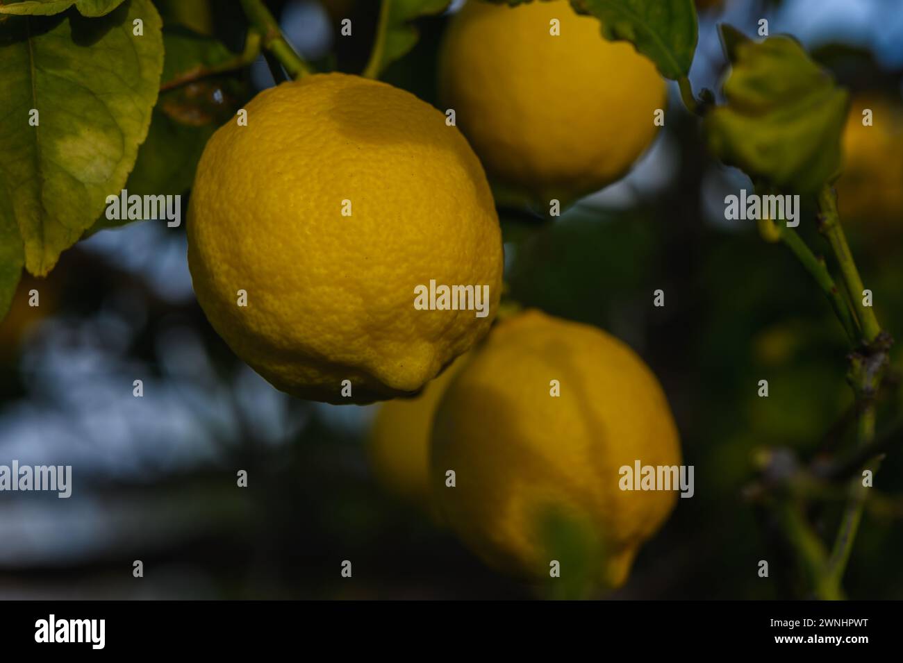 Bunch of Lemon fruit over green natural garden Blur background, Lemon ...