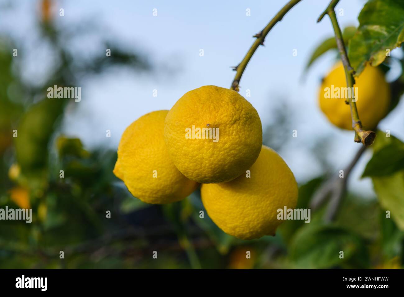 Bunch of Lemon fruit over green natural garden Blur background, Lemon ...