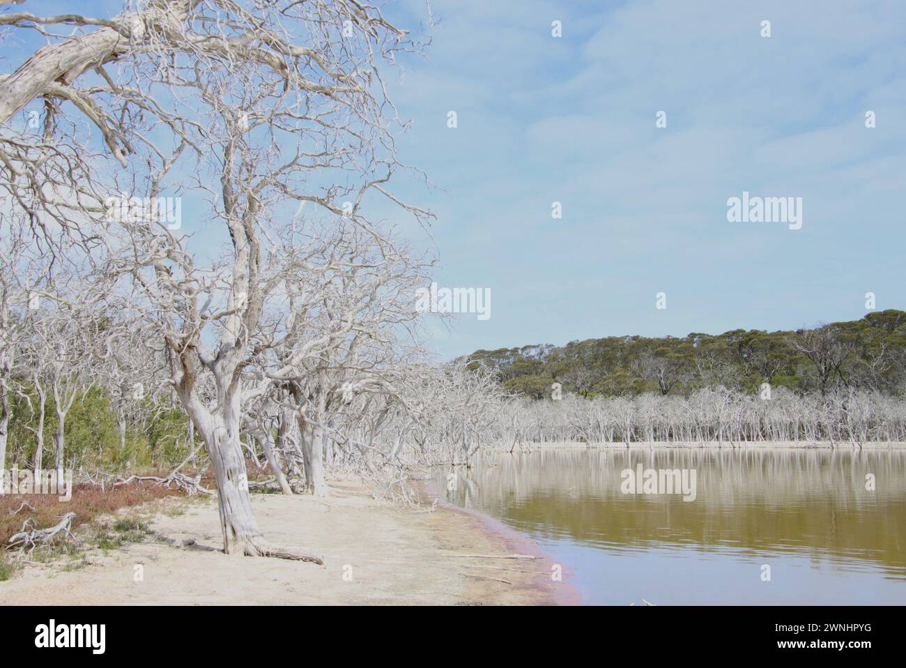 The Dead Trees Surrounding Dunns Swamp, Fitzgerald Coast, Western ...