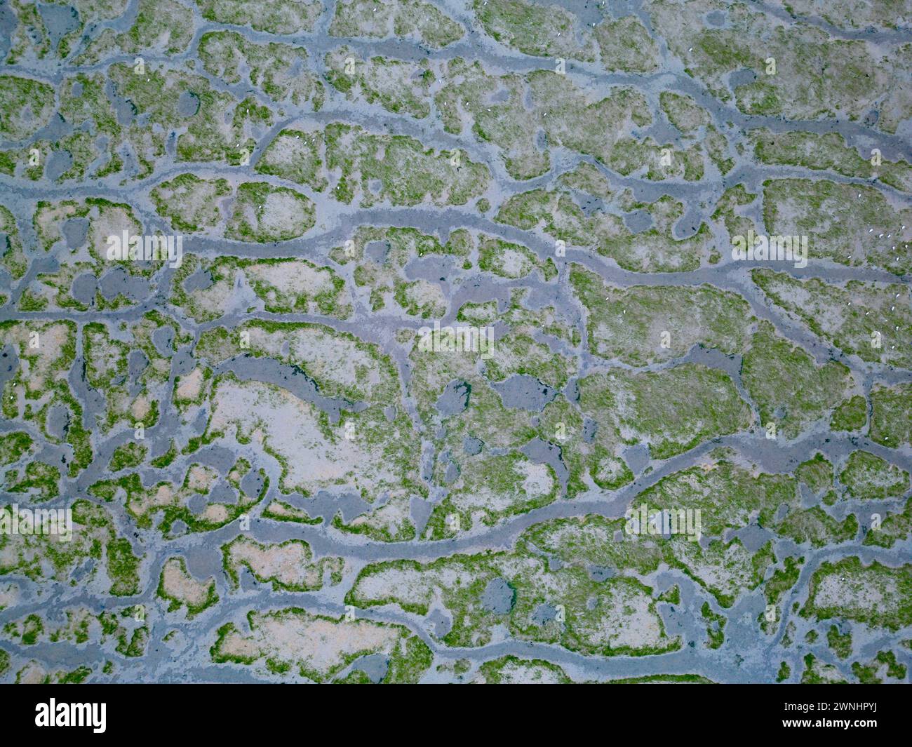 Aerial view of tidal channels and gullies, Saeftinge, The Netherlands ...