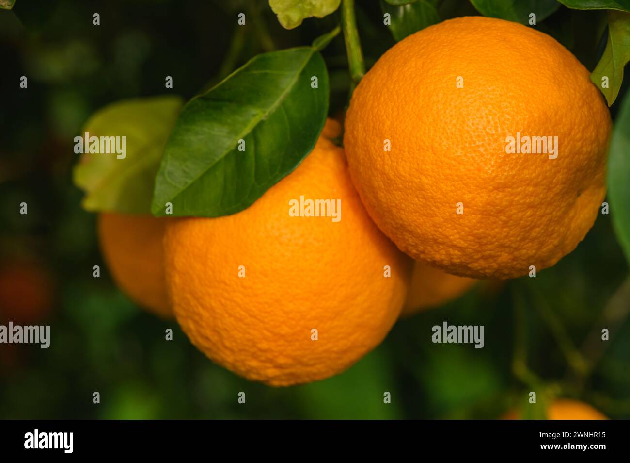 Close up of orange tree branch with ripe oranges 1 Stock Photo - Alamy