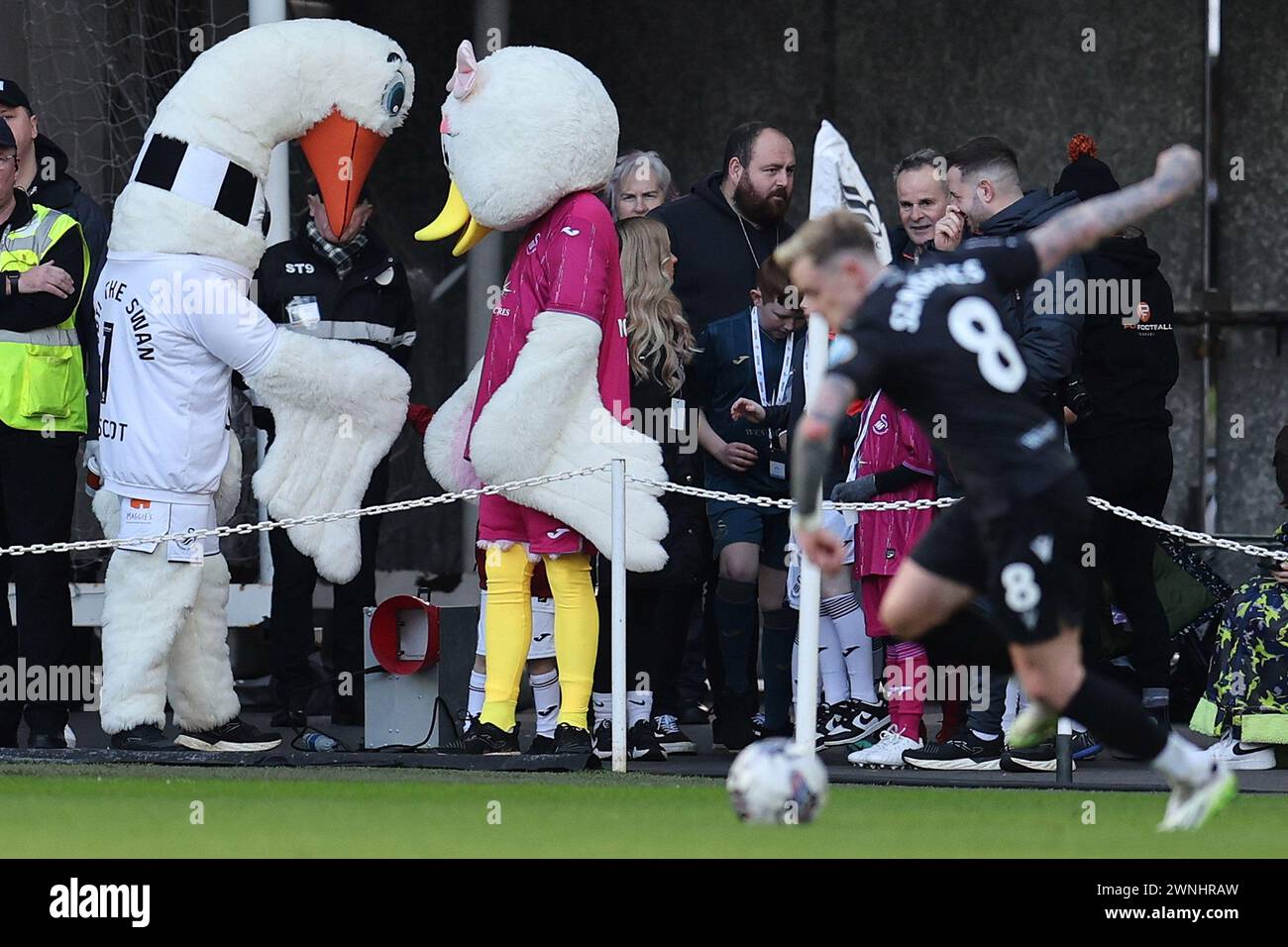 Cybil the swan hi-res stock photography and images - Alamy