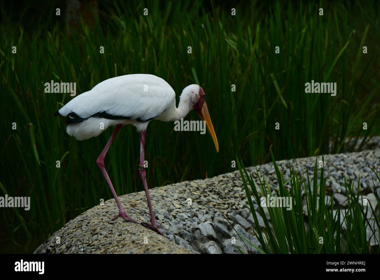 Stork species hi-res stock photography and images - Alamy