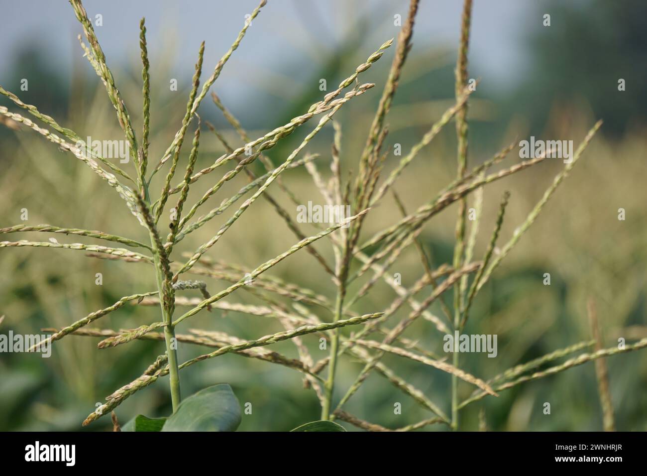 The flower of corn on the tree with a natural background Stock Photo ...