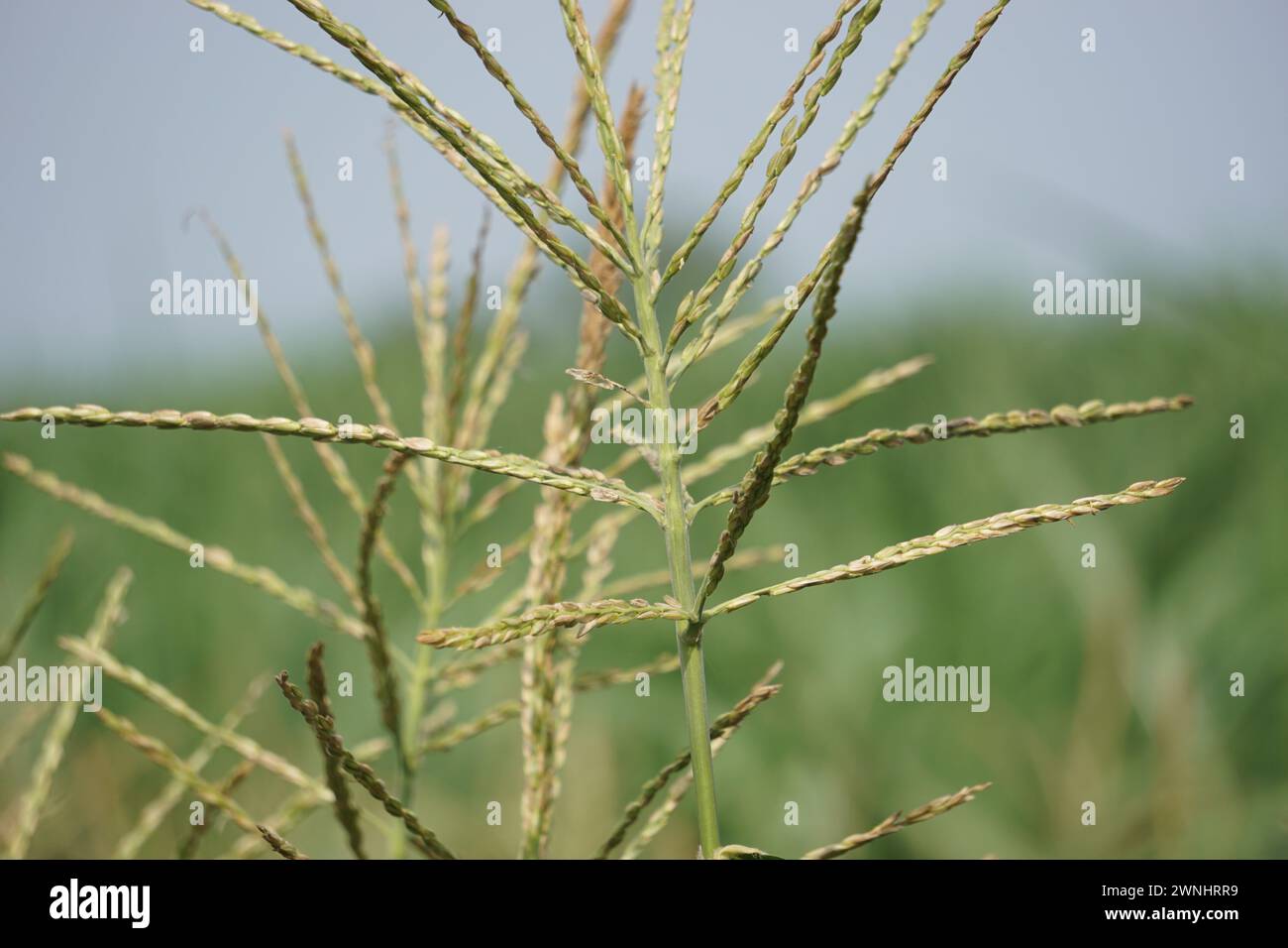 The flower of corn on the tree with a natural background Stock Photo ...