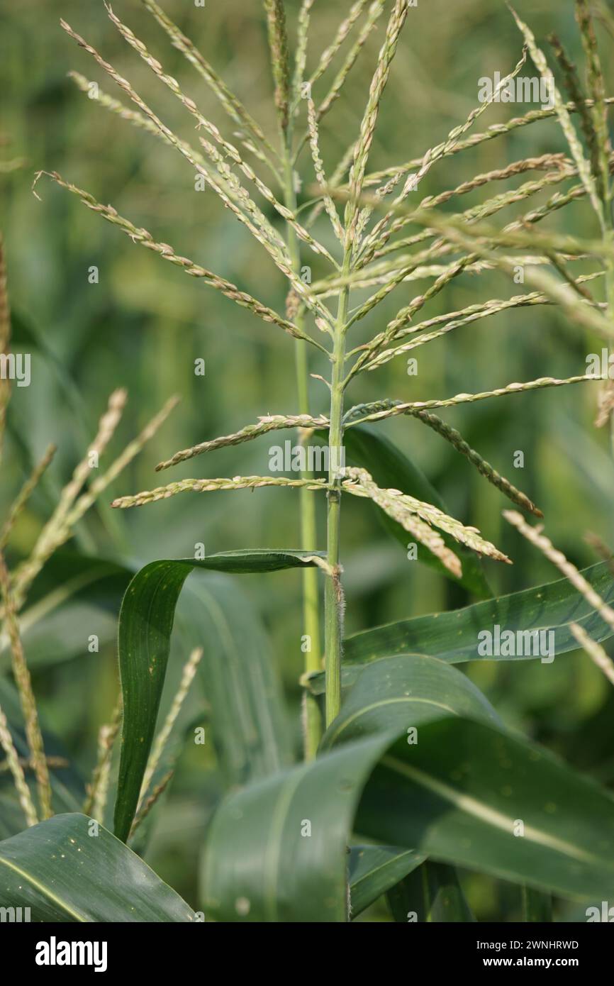 The flower of corn on the tree with a natural background Stock Photo ...