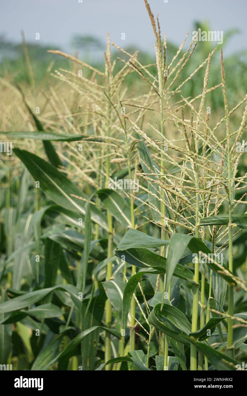 The flower of corn on the tree with a natural background Stock Photo ...