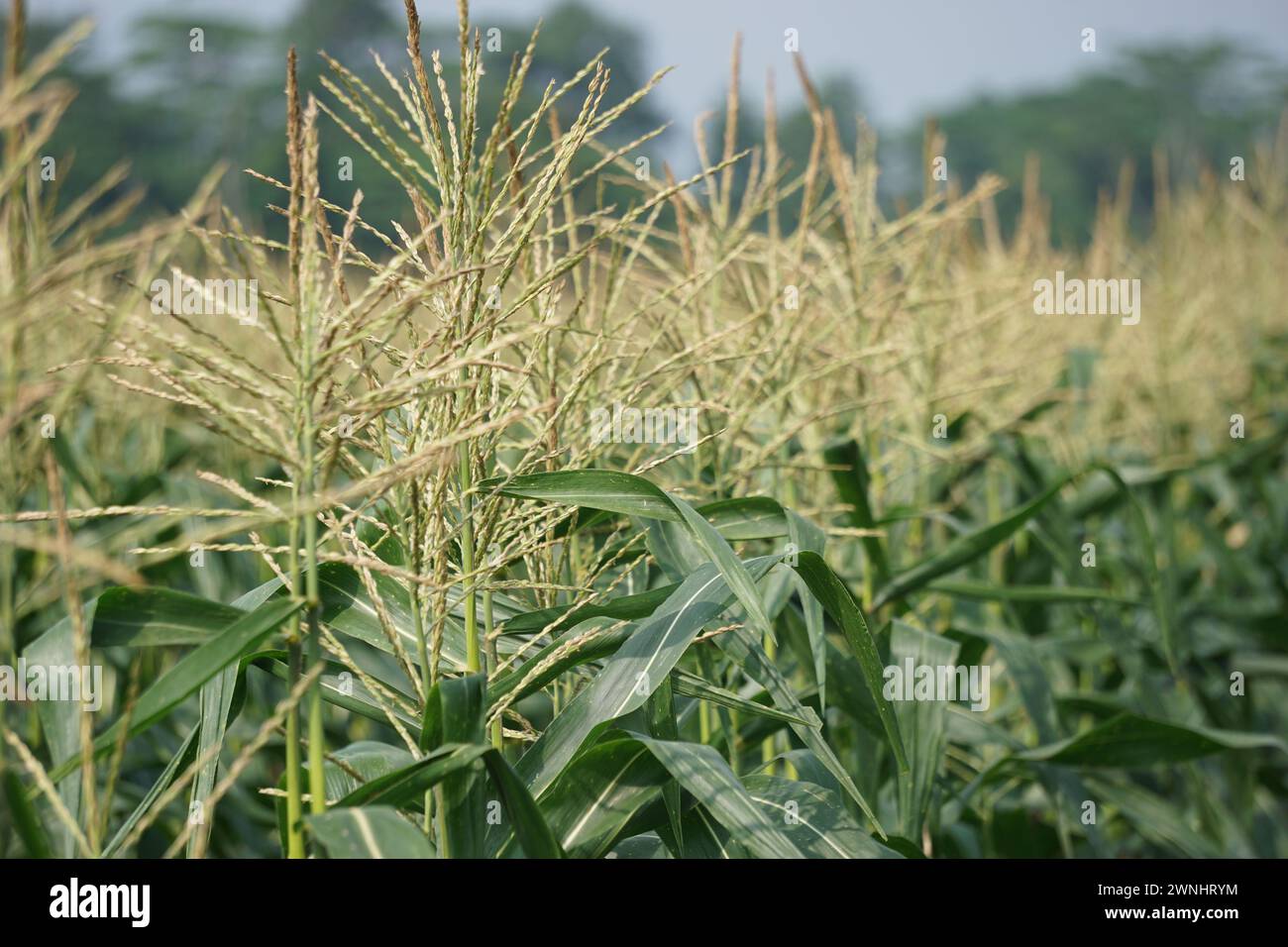 The flower of corn on the tree with a natural background Stock Photo ...