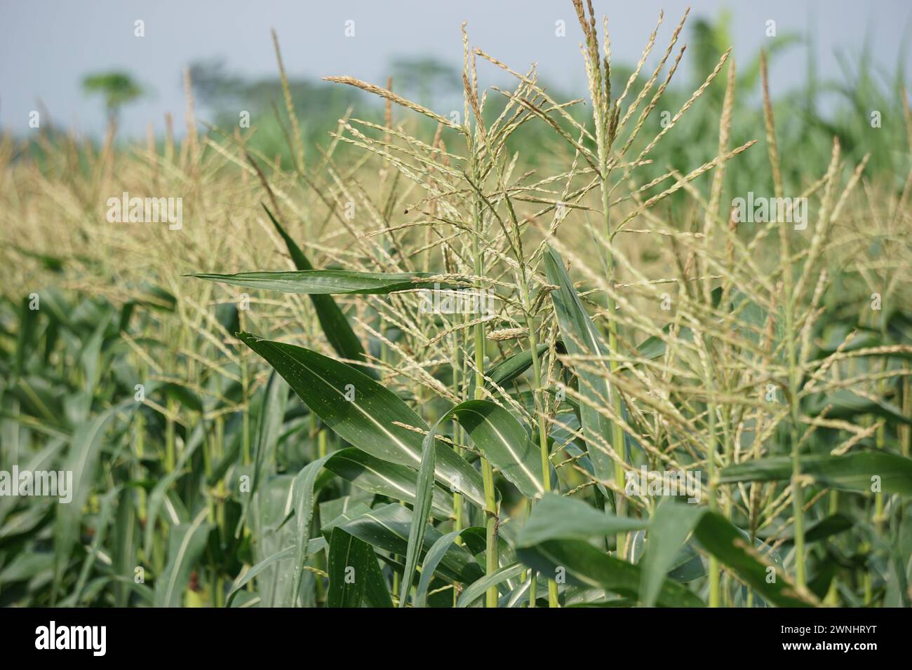 The flower of corn on the tree with a natural background Stock Photo ...