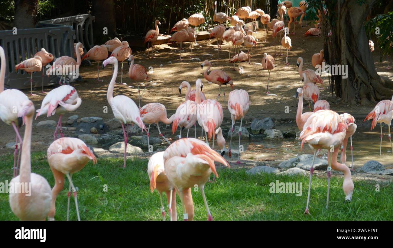 Los Angeles, California, USA 28th February 2024 Flamingos at LA Zoo on ...