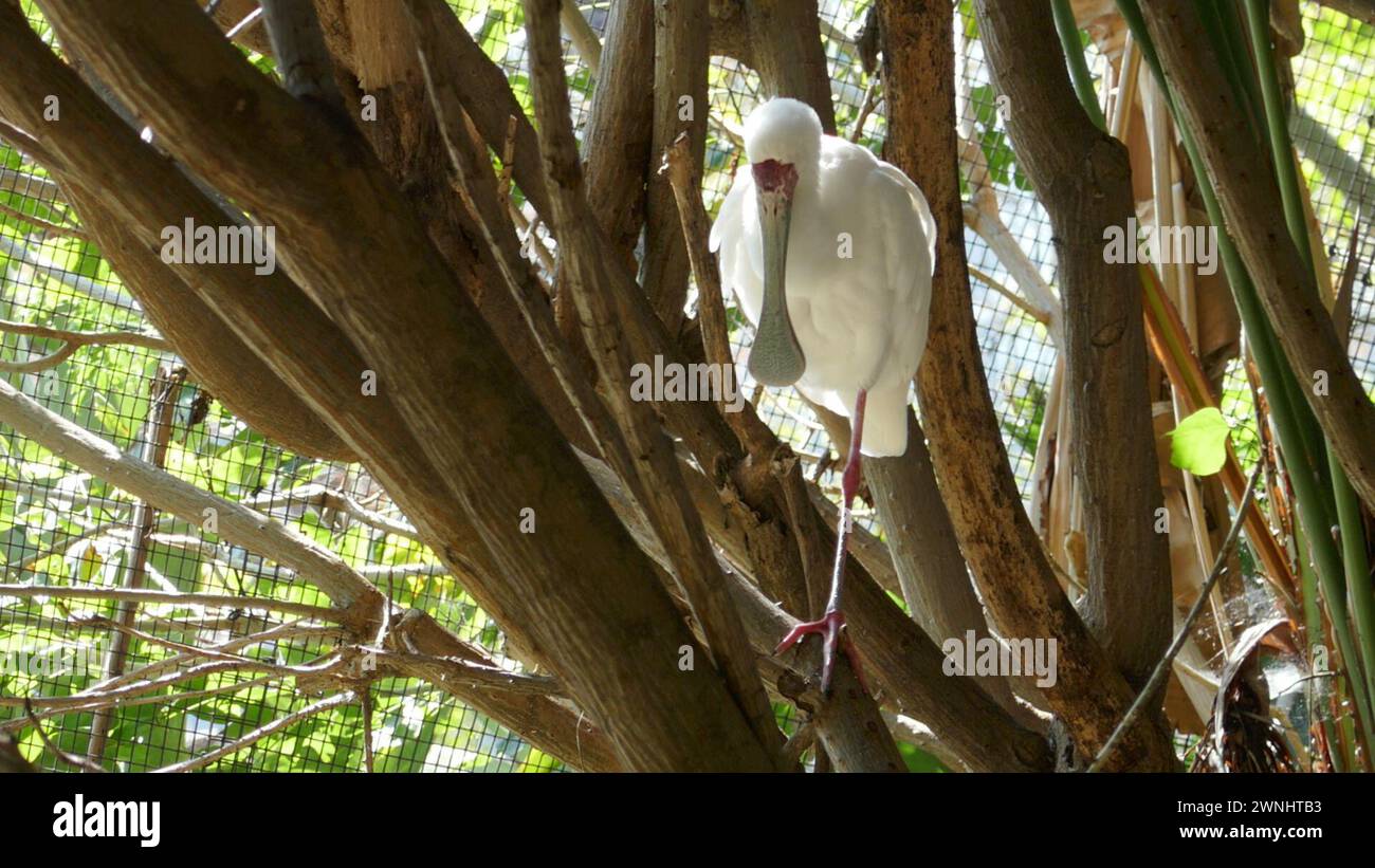 Los Angeles, California, USA 28th February 2024 African Spoonbill in ...