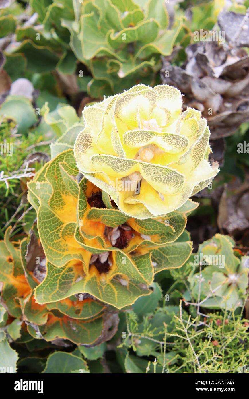 Unusual Flora, Fitzgerald Biosphere, Western Australia Stock Photo - Alamy