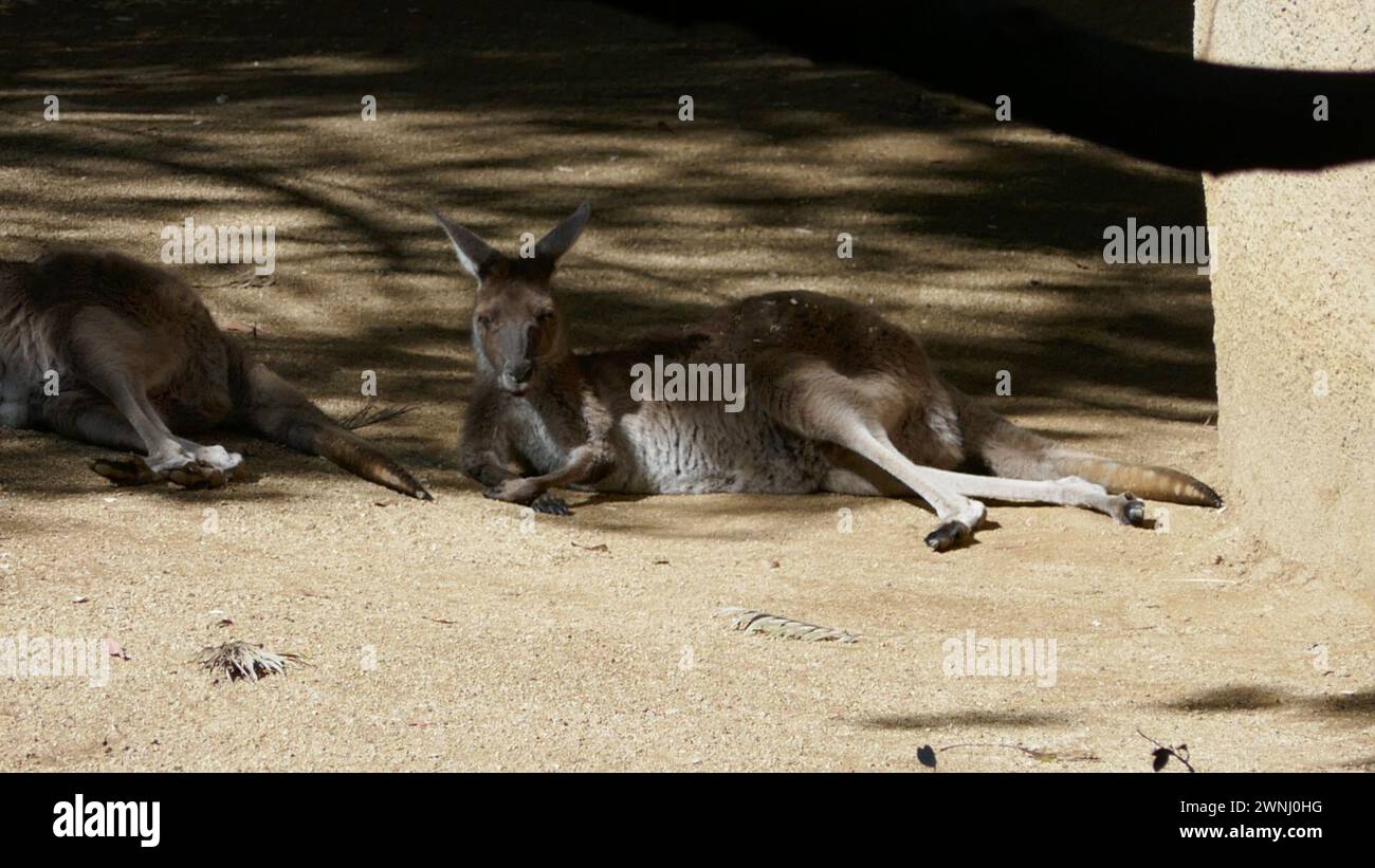 Los Angeles, California, USA 28th February 2024 Gray Kangaroos at LA ...
