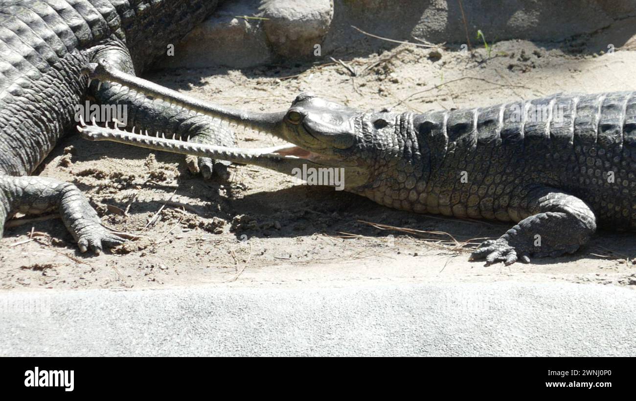Los Angeles, California, USA 28th February 2024 Indian Gharials at LA ...