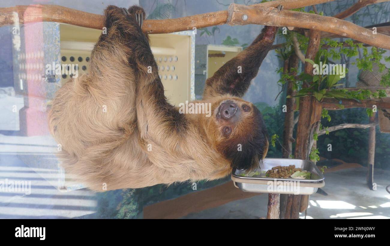 Los Angeles, California, USA 28th February 2024 LinneÕs Two-toed Sloth ...