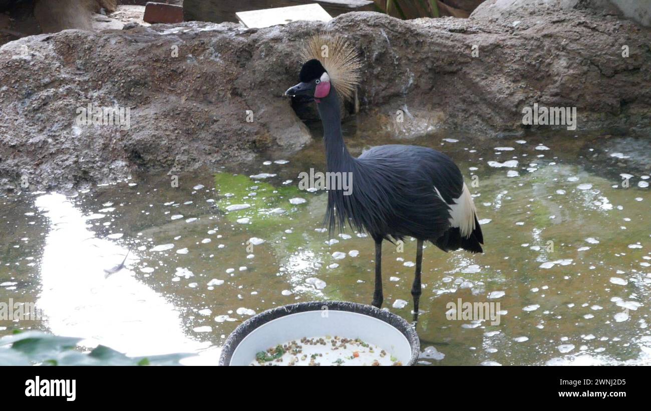 Los Angeles, California, USA 29th February 2024 African Crowned Crane ...