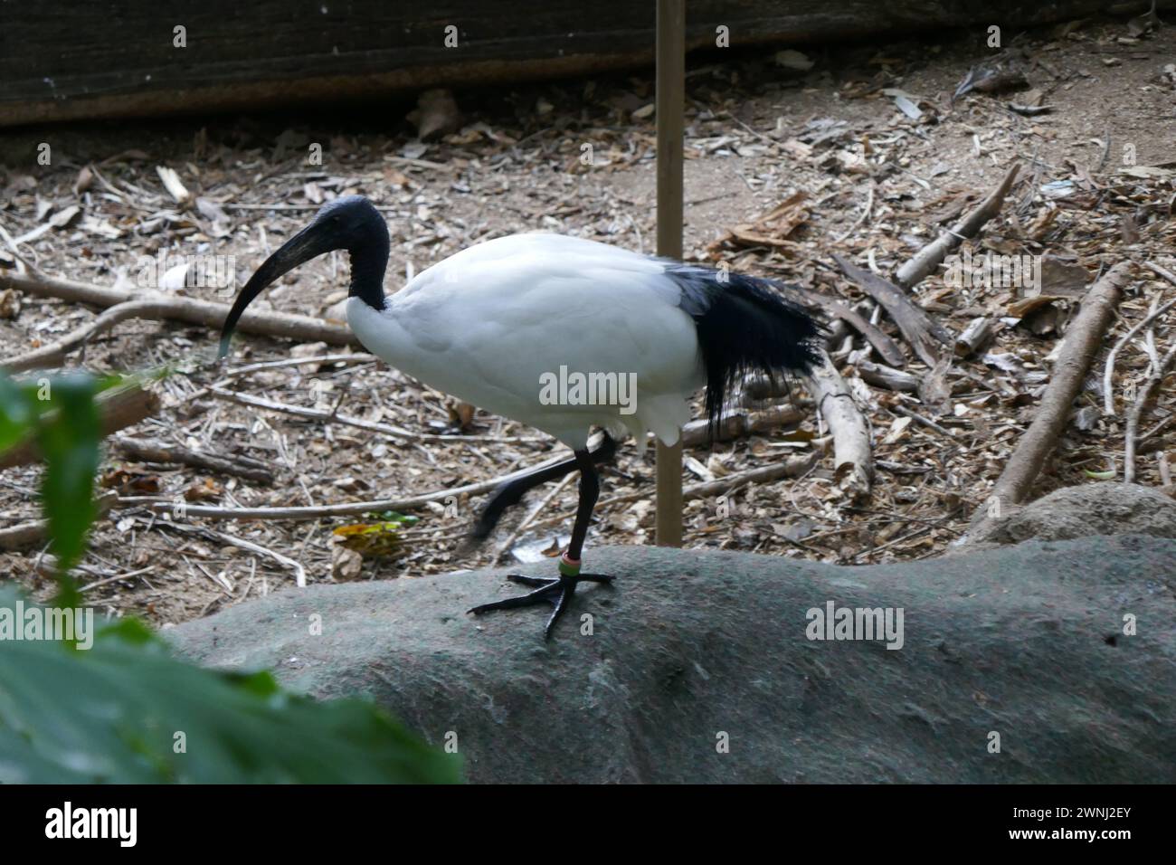 Los Angeles, California, USA 29th February 2024 Sacred Ibis in Aviary ...